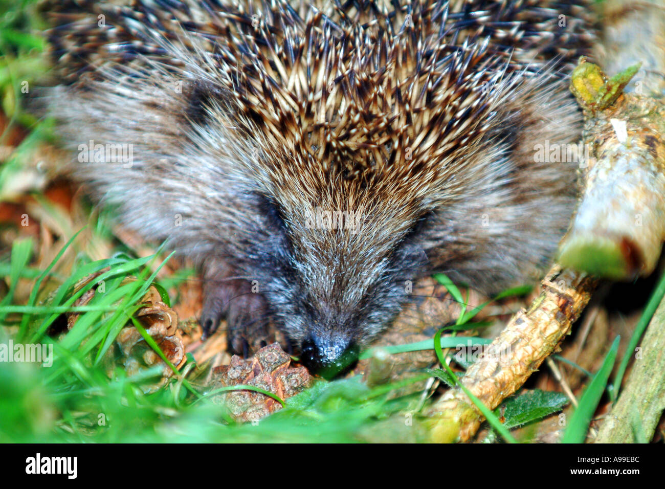 Sleeping hedgehog uk hi-res stock photography and images - Alamy
