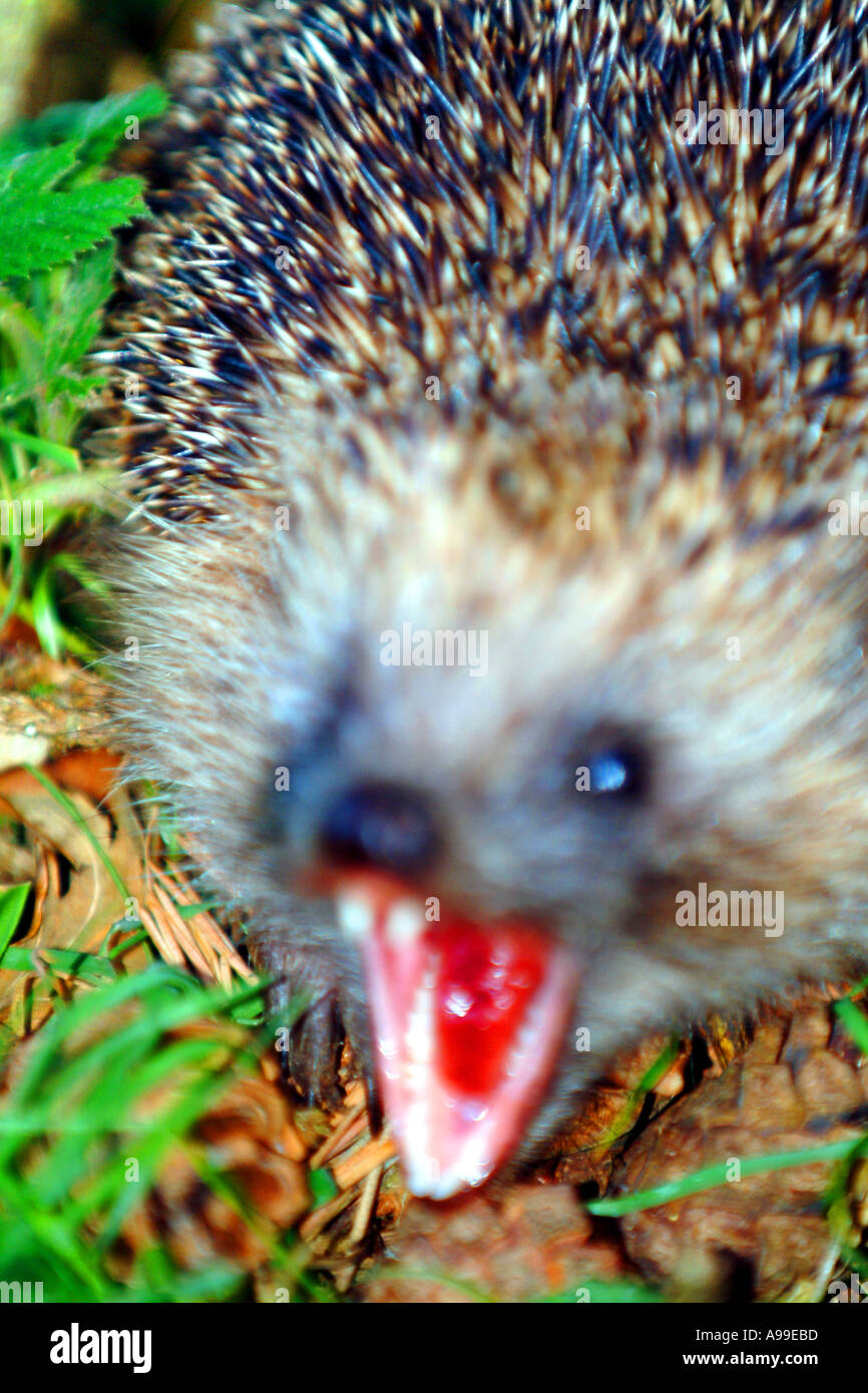 European hedgehog teeth hi-res stock photography and images - Alamy