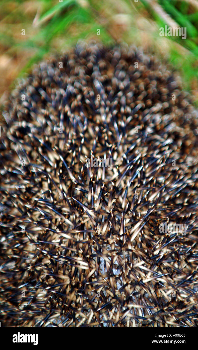 hedgehog spines back Stock Photo - Alamy