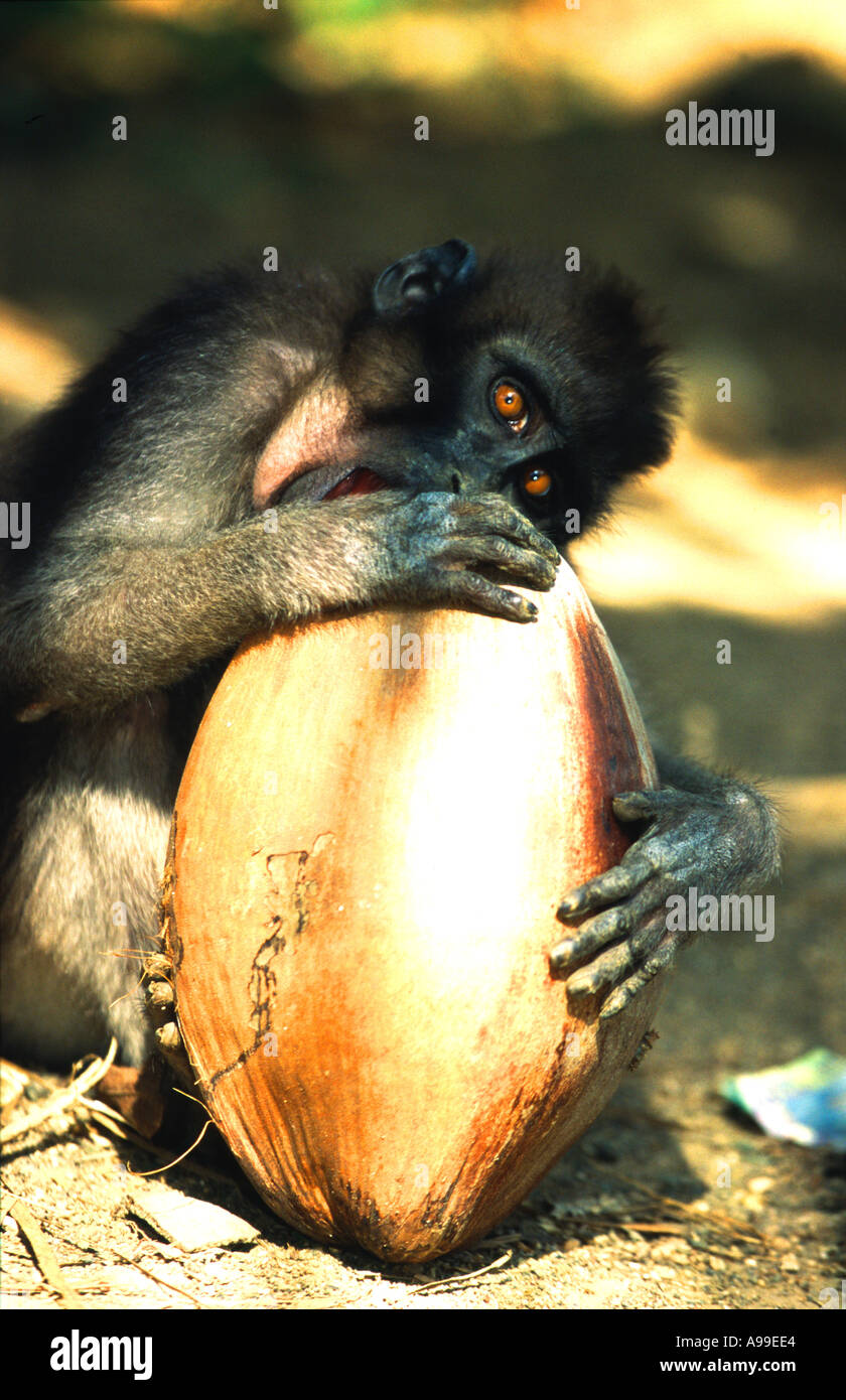 BUTON (BOOTED) MACAQUE (Macaca ochreata brunnescens Stock Photo - Alamy
