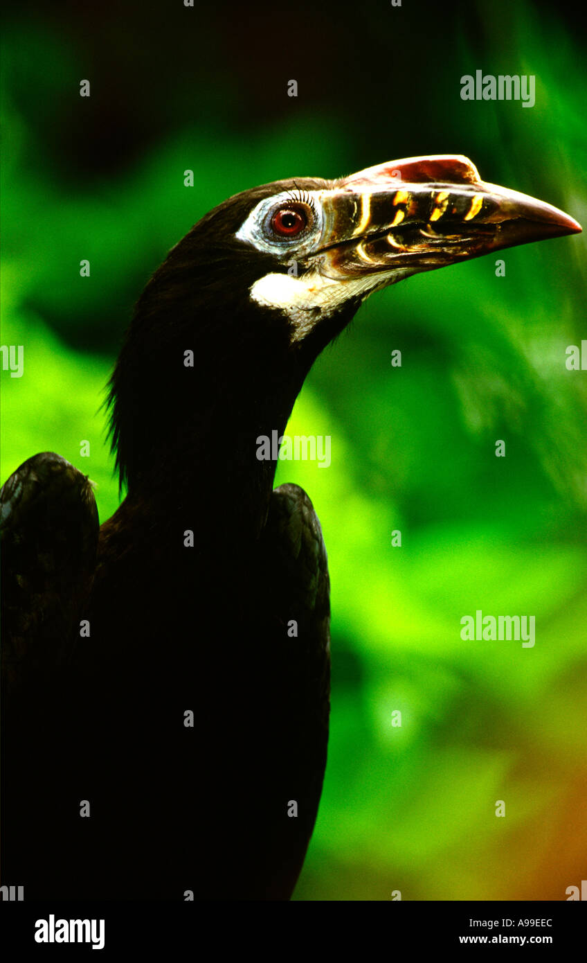 TARICTIC HORNBILL (Penelopides panini Stock Photo - Alamy