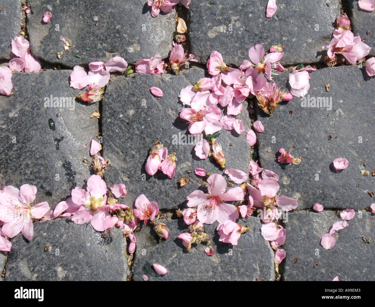 pink blossom tree flowers petals on cobble stones Stock Photo - Alamy