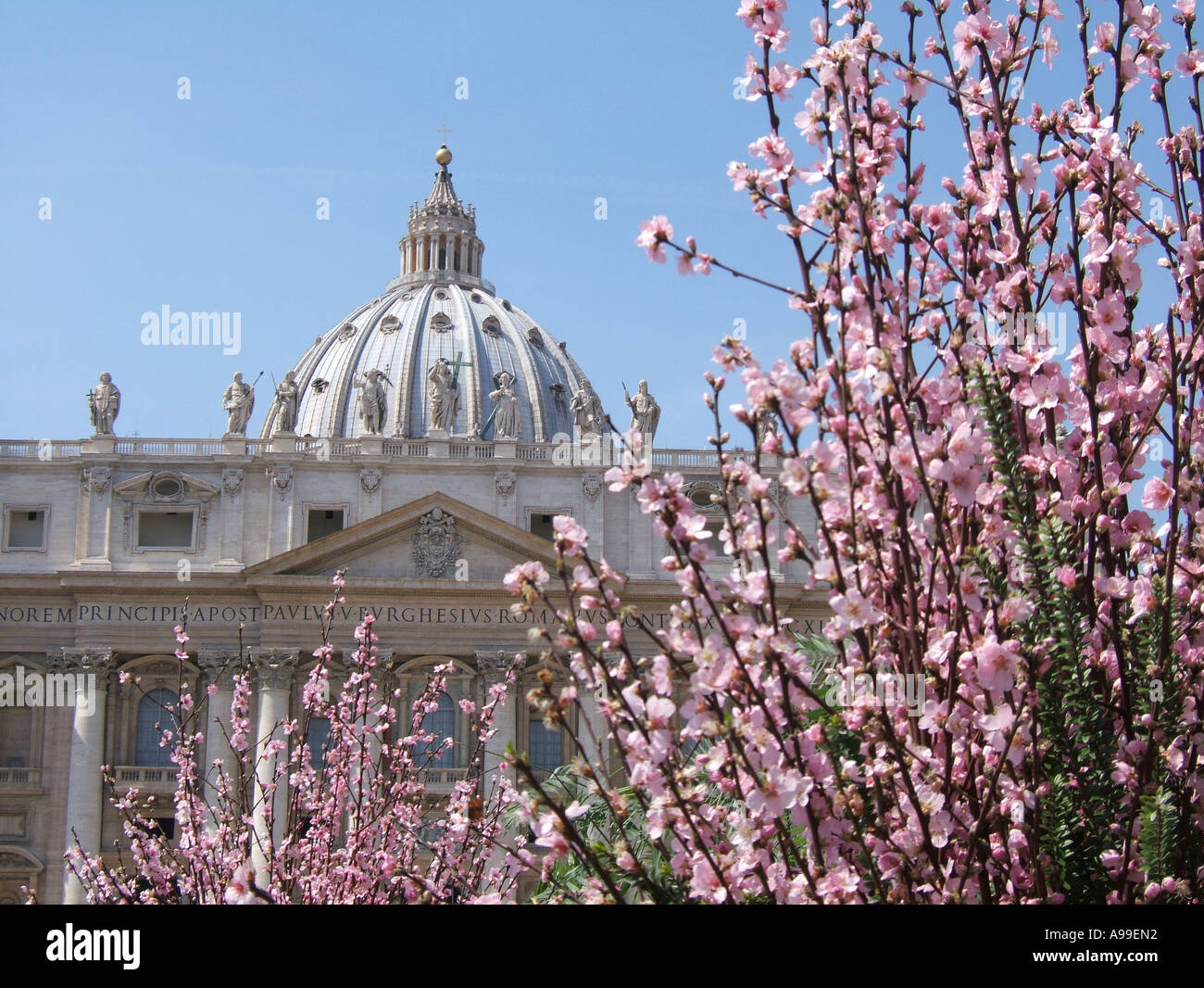 st peters basilica in rome and pink blossom tree branches Stock Photo ...
