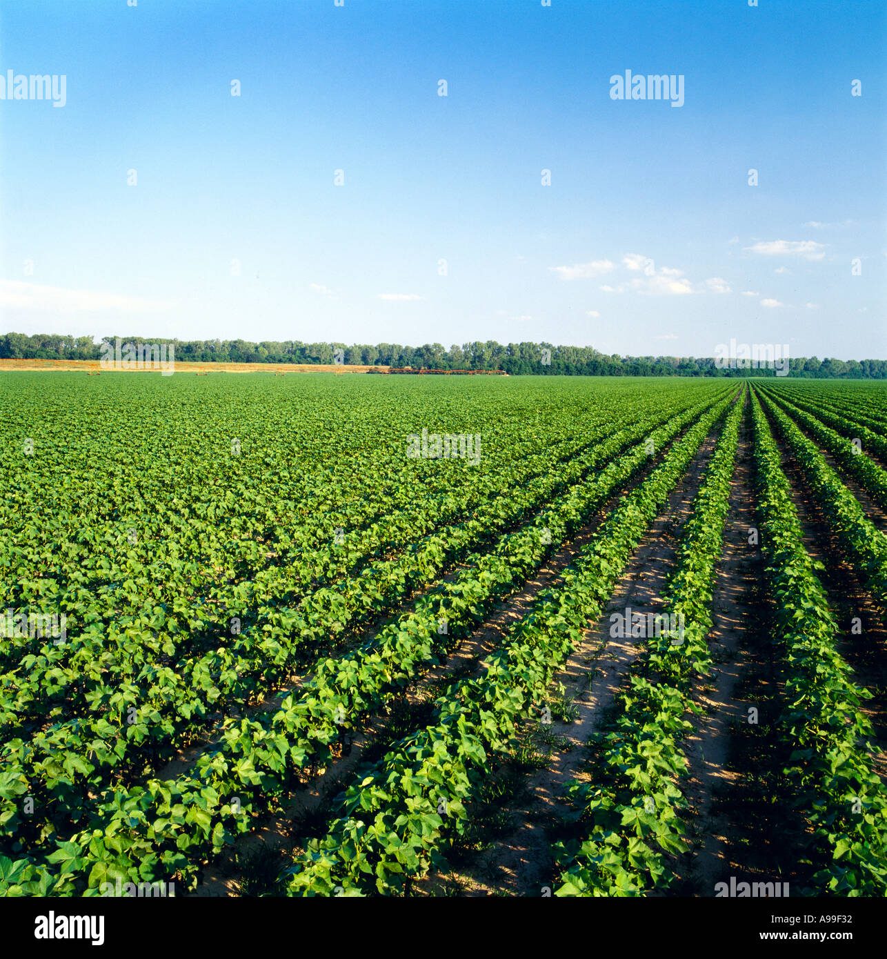 Agriculture -Field of mid growth conventional tillage cotton in late ...