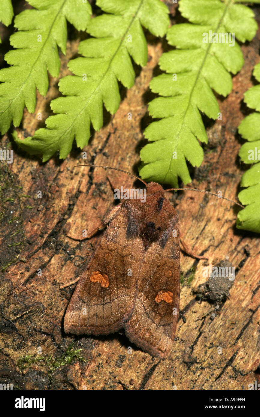 Ear moth hi-res stock photography and images - Alamy