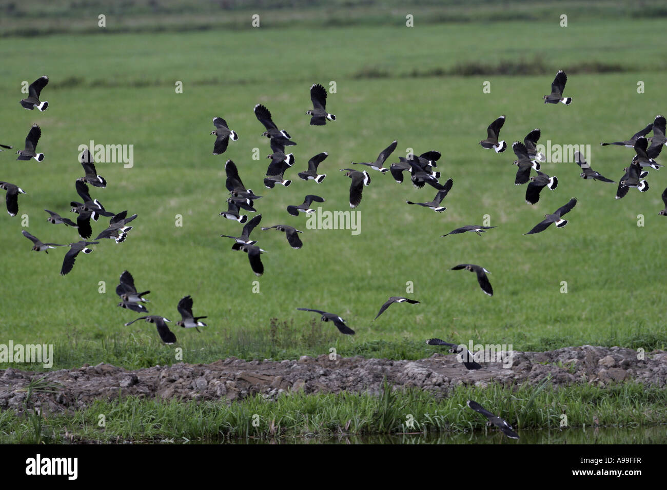 Lapwing migration hi-res stock photography and images - Alamy