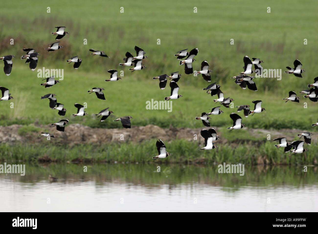 Northern lapwing migration hi-res stock photography and images - Alamy