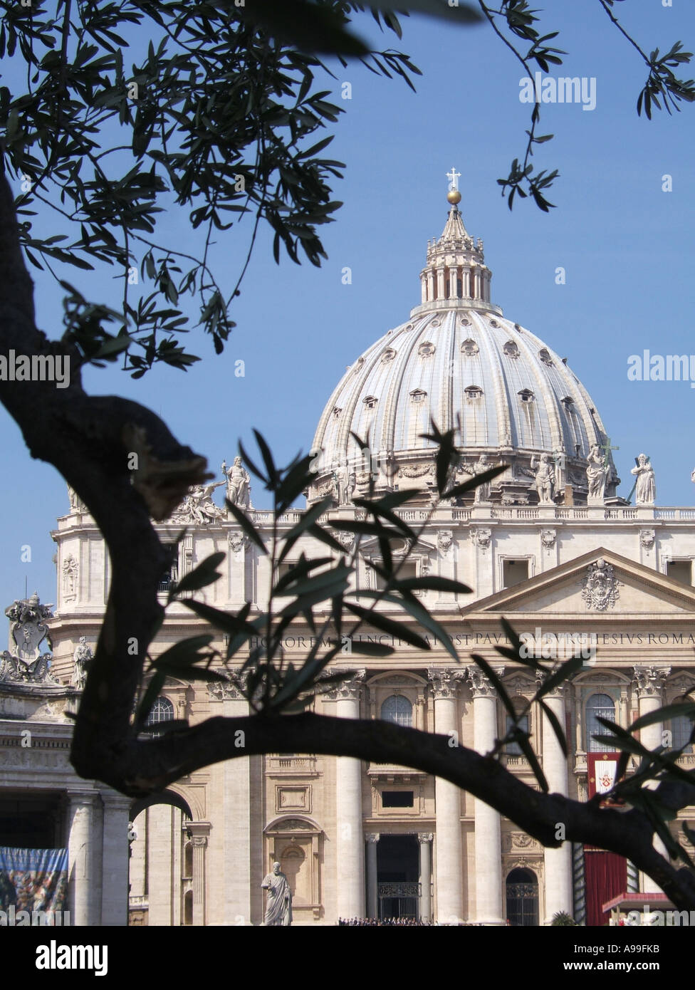 st peters basilica rome with olive tree Stock Photo - Alamy