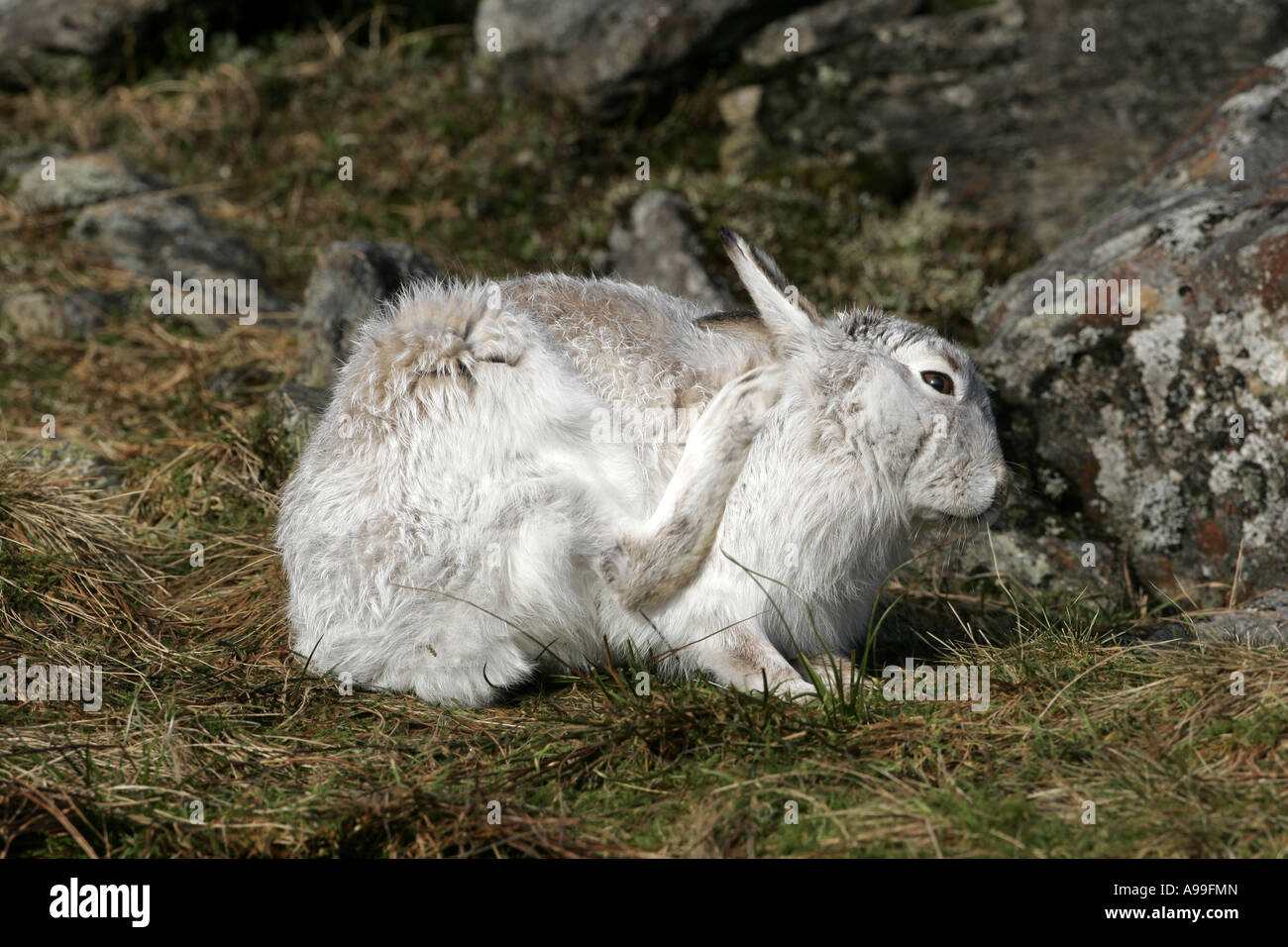 White hare hi-res stock photography and images - Alamy