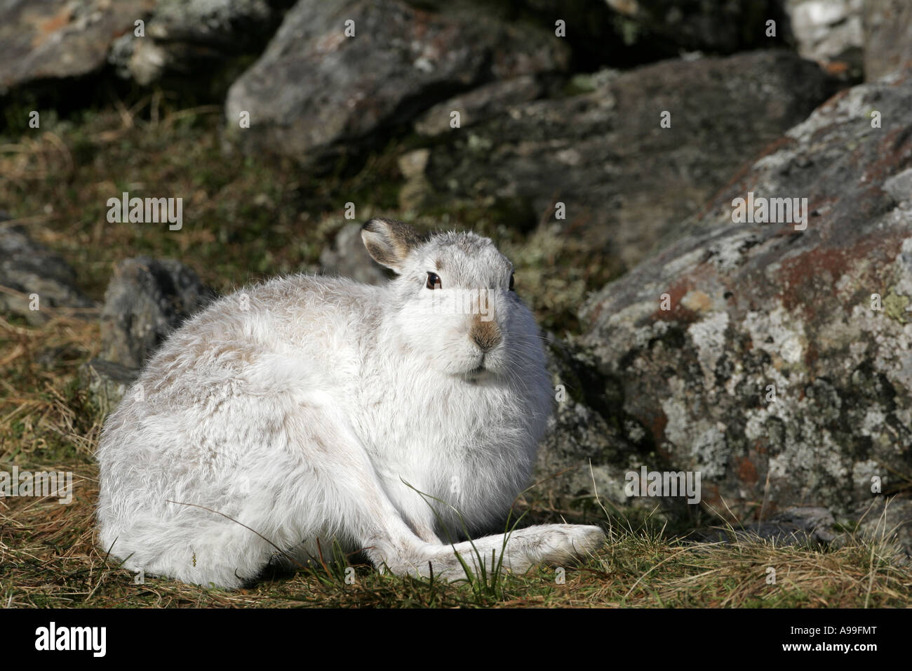 Mountain (White) Hare Stock Photo - Alamy