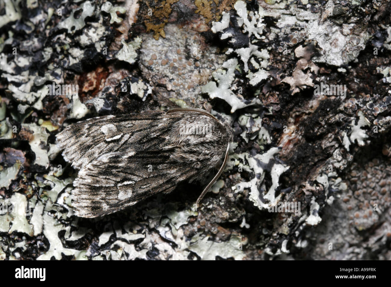 Rannoch sprawler moth hi-res stock photography and images - Alamy