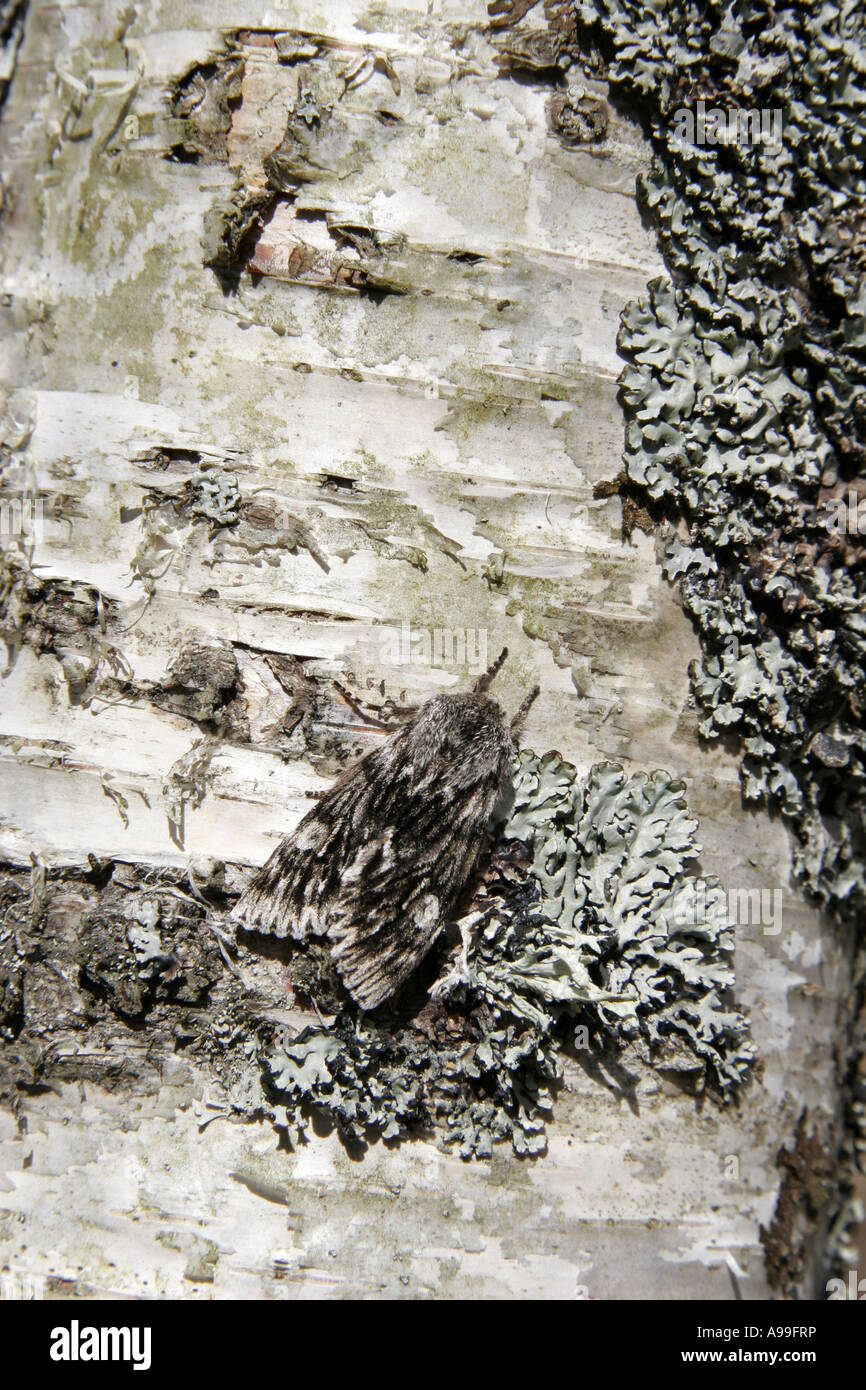 Rannoch sprawler moth hi-res stock photography and images - Alamy