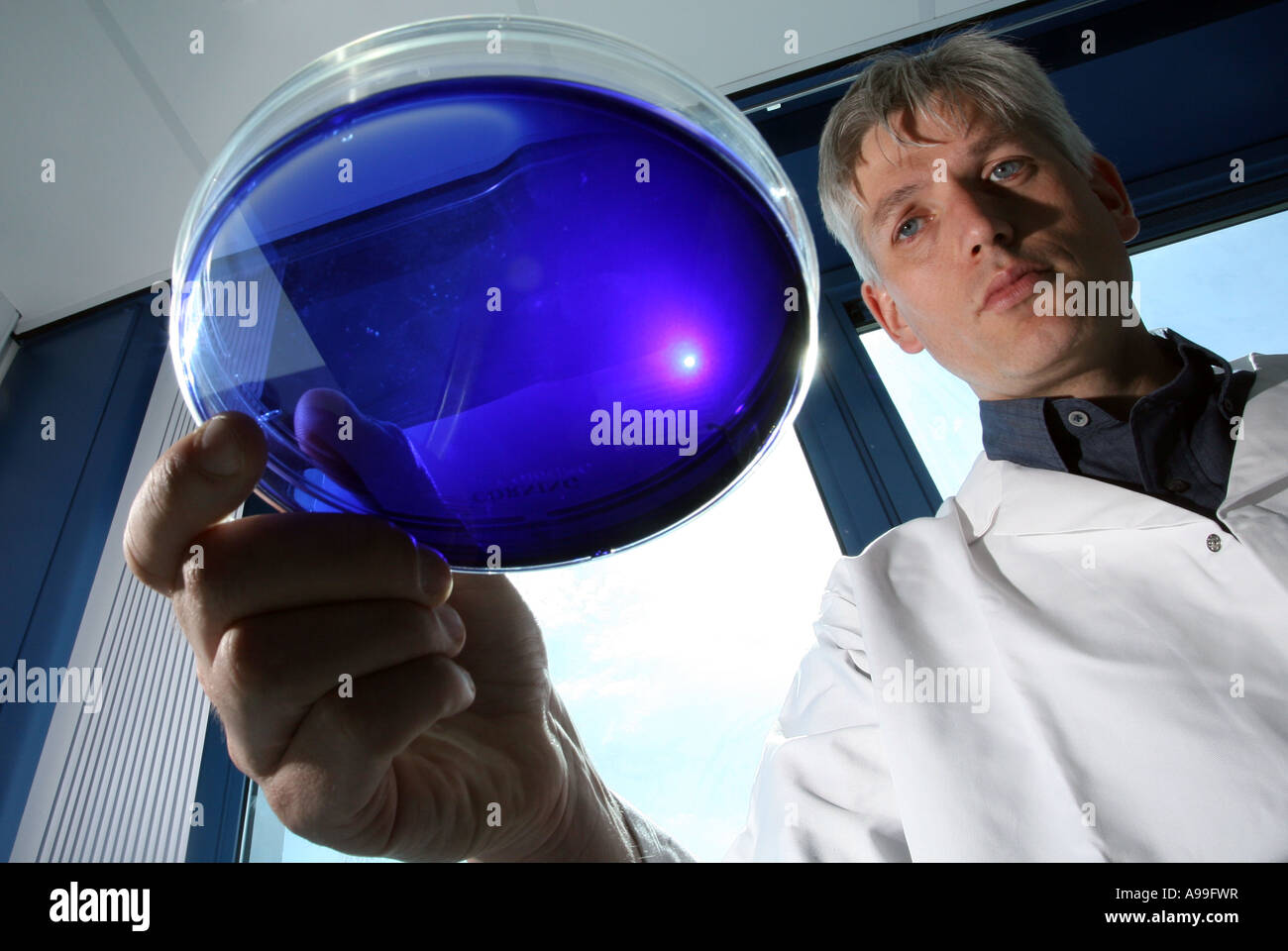 Scientist with petri dish of blue liquid in science lab Stock Photo - Alamy