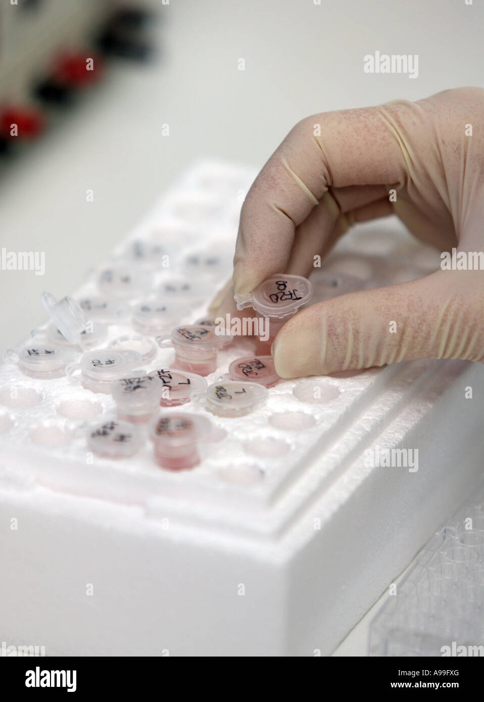Hands wearing gloves checking samples in vials in a science lab Stock ...