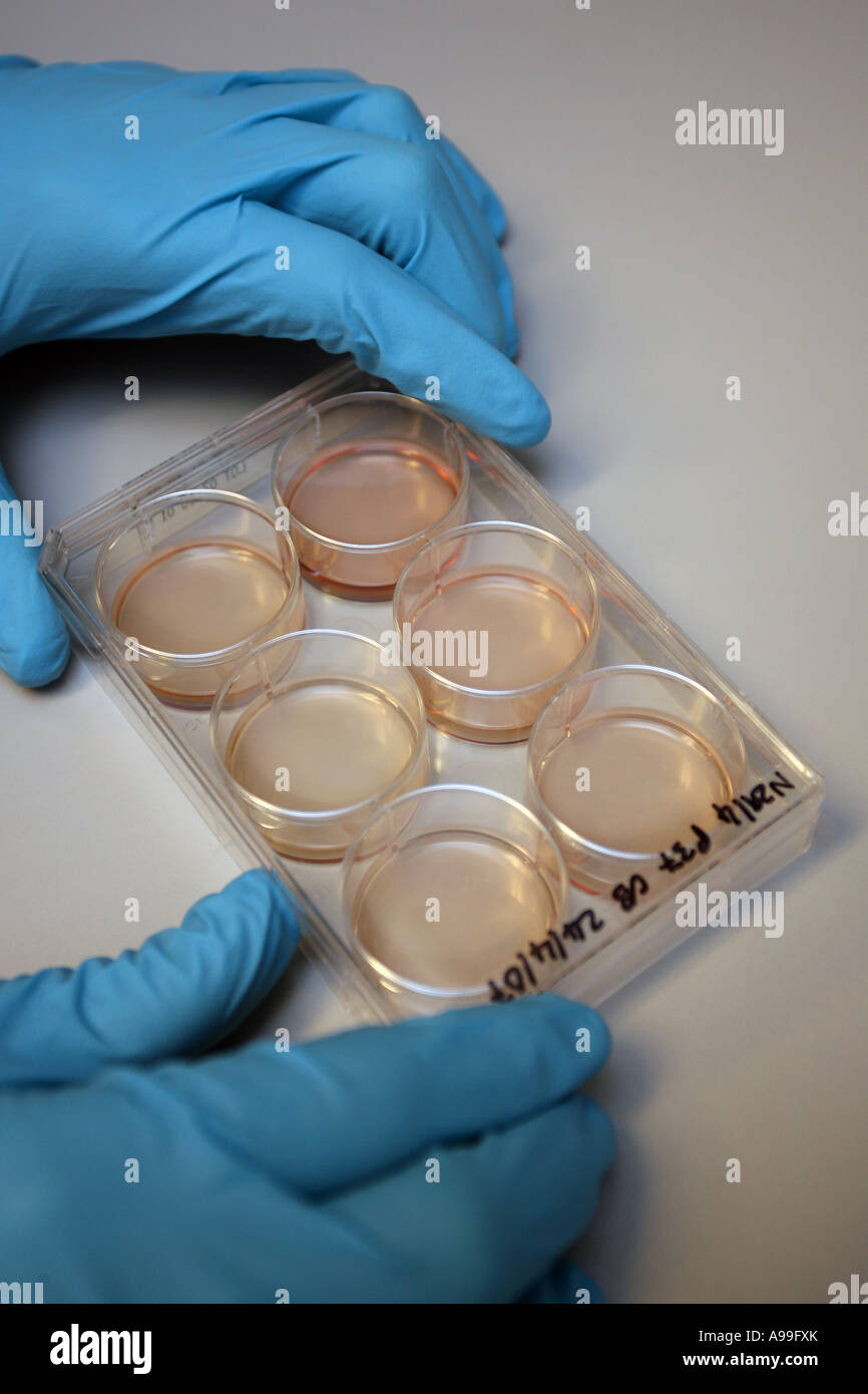 Hands wearing gloves with samples in a science lab Stock Photo - Alamy