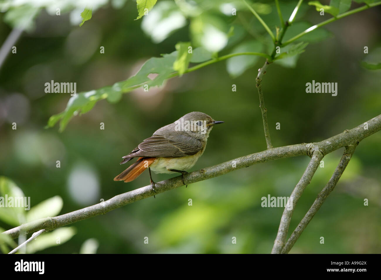 Female Common Redstart Stock Photo - Alamy