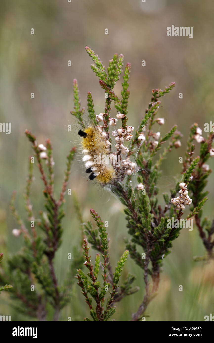 Dark tussock hi-res stock photography and images - Alamy