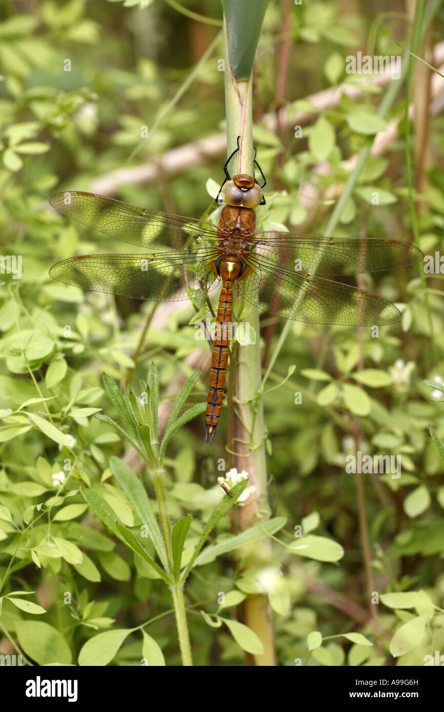 Norfolk hawker dragonfly norfolk hi-res stock photography and images ...
