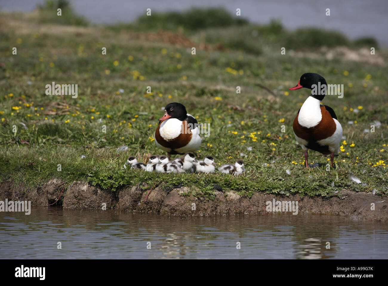 Shelduck pair with ducklings Stock Photo - Alamy