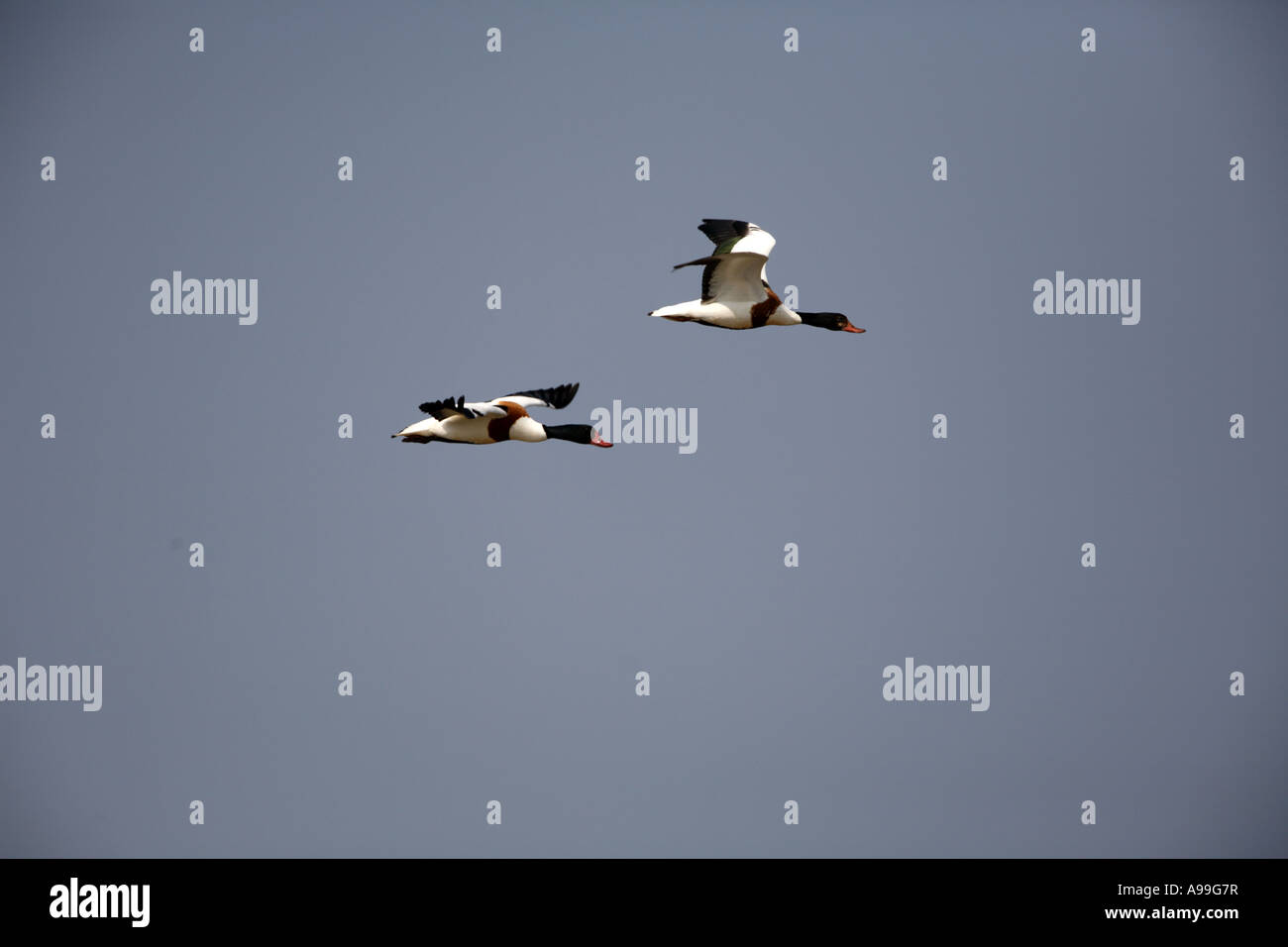 Pair of Shelduck in flight Stock Photo - Alamy