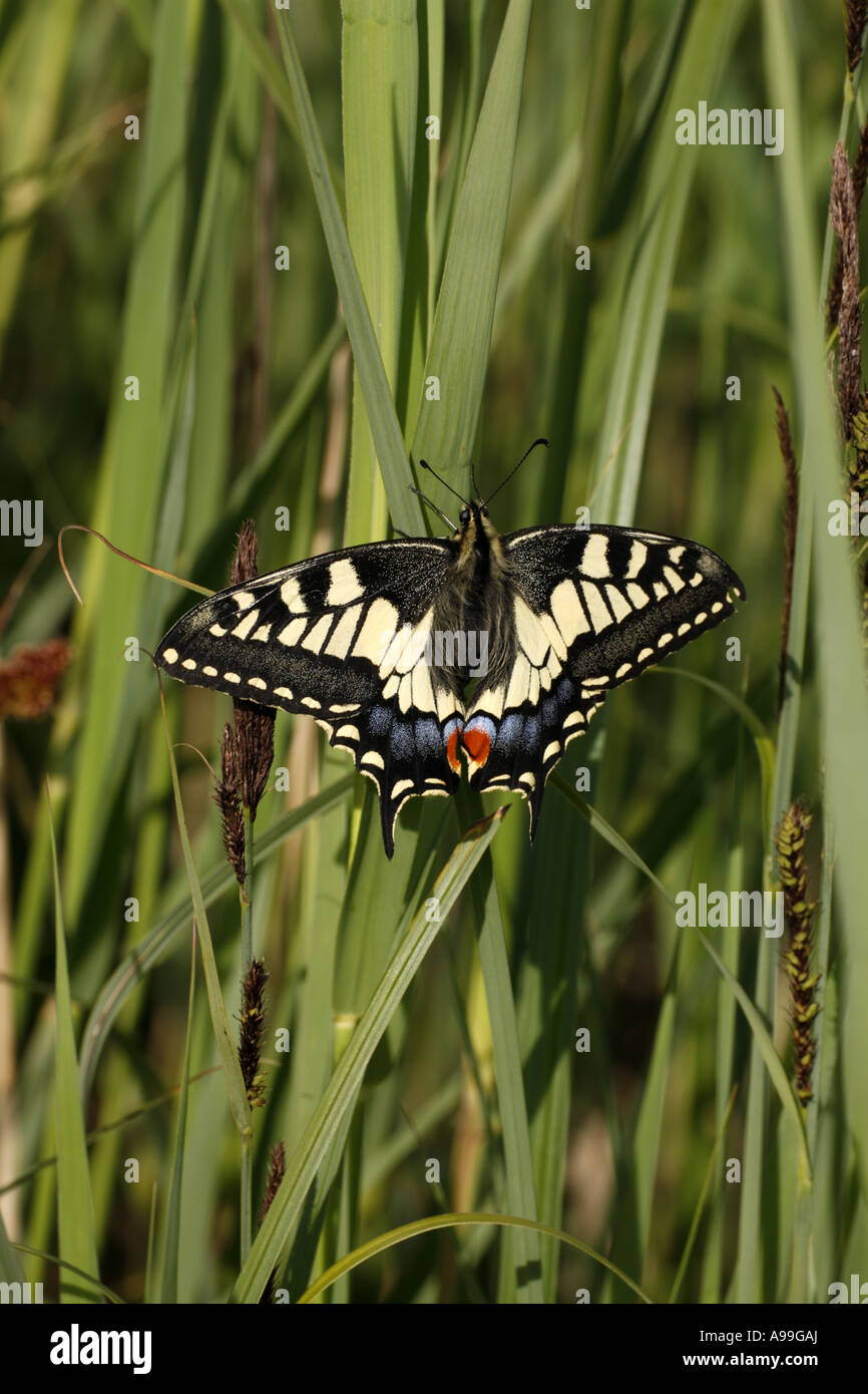 Wildlife nature swallowtail butterfly hi-res stock photography and ...