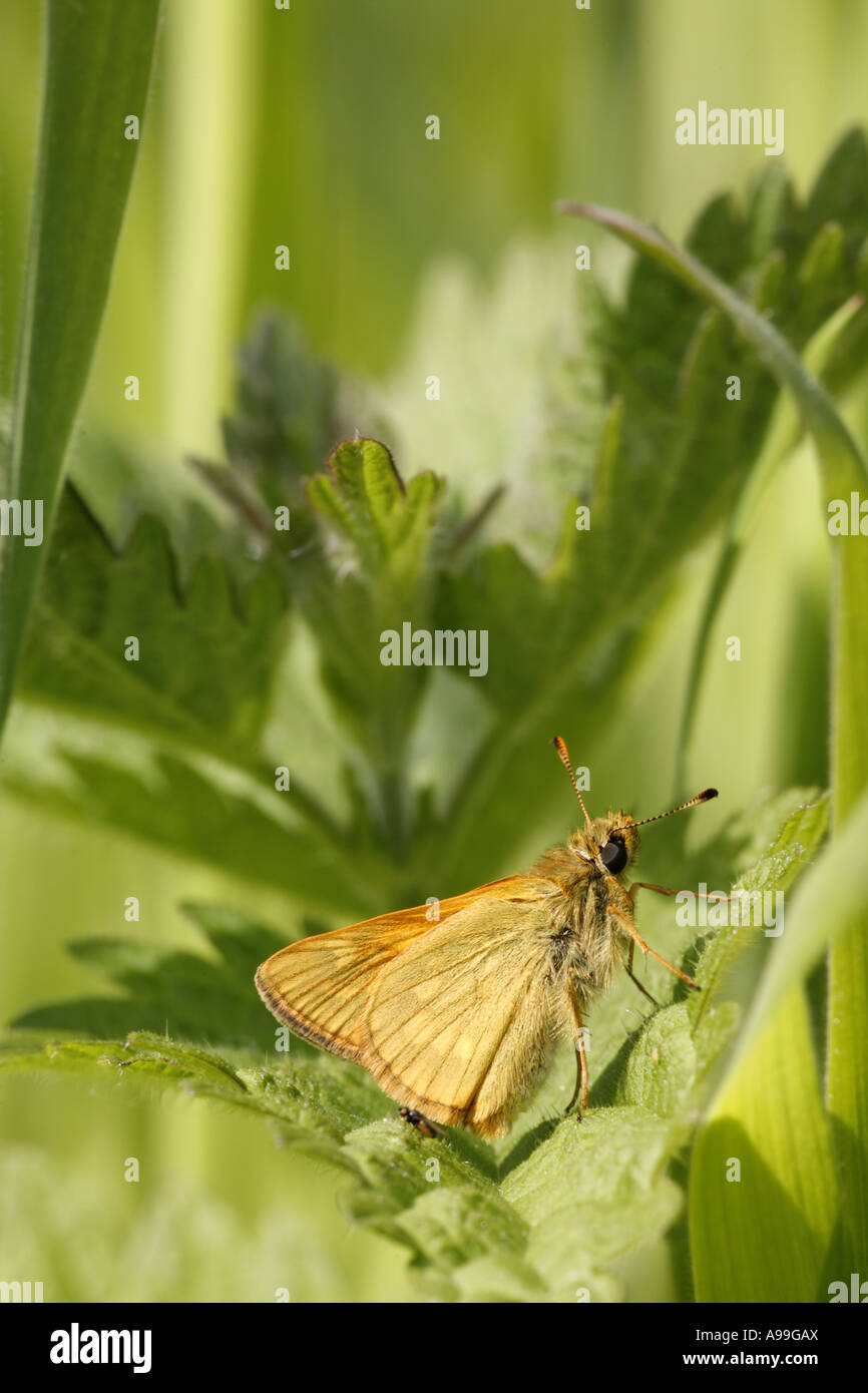 Thymelicus sylvestris skipper hi-res stock photography and images - Alamy