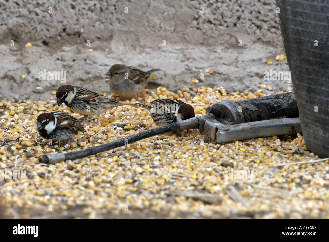 Sparrow farm hi-res stock photography and images - Alamy