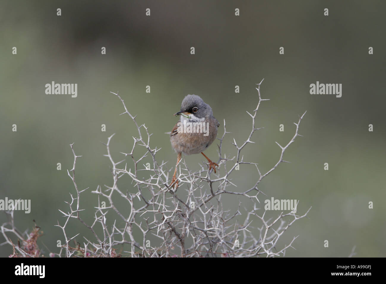 Spectacled warbler sylvia conspicillata hi-res stock photography and ...
