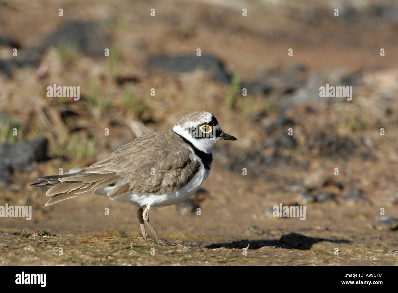 Little (ringed) Plover Stock Photo - Alamy