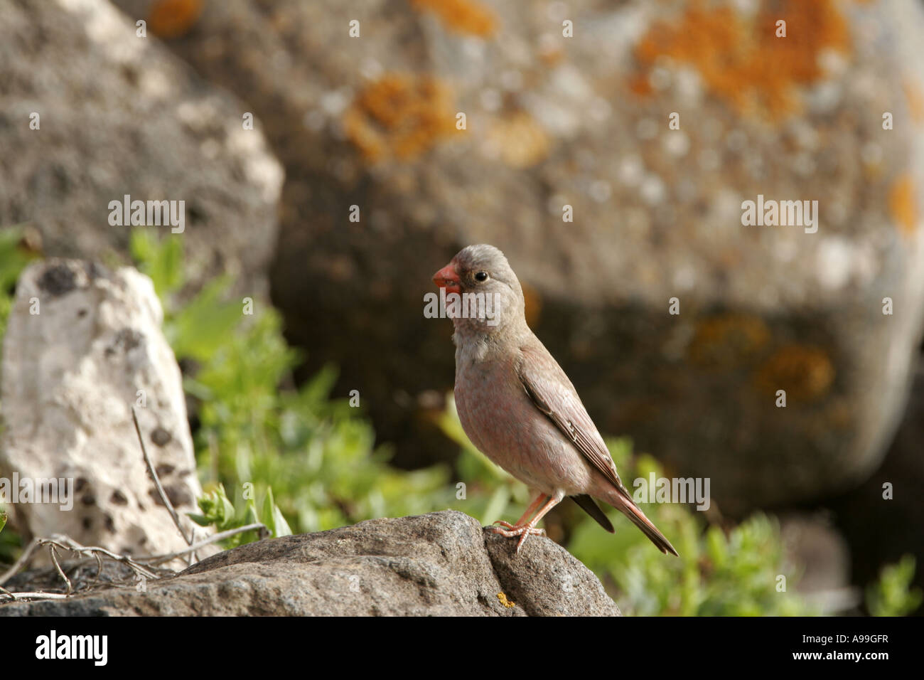 Finch stone hi-res stock photography and images - Alamy