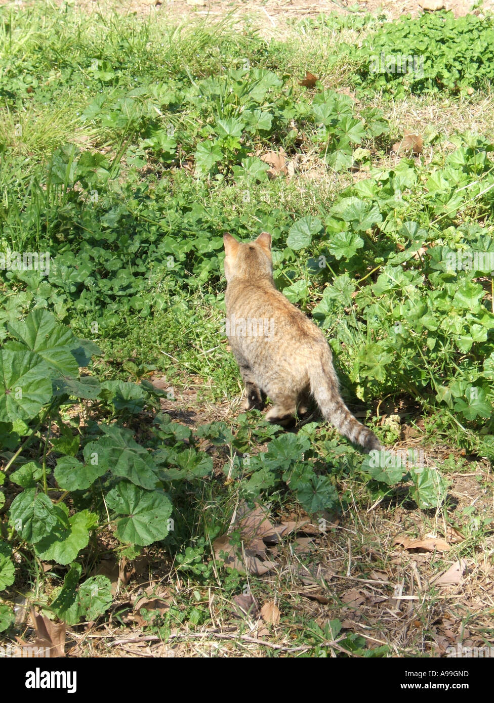 cat hunting in field Stock Photo - Alamy