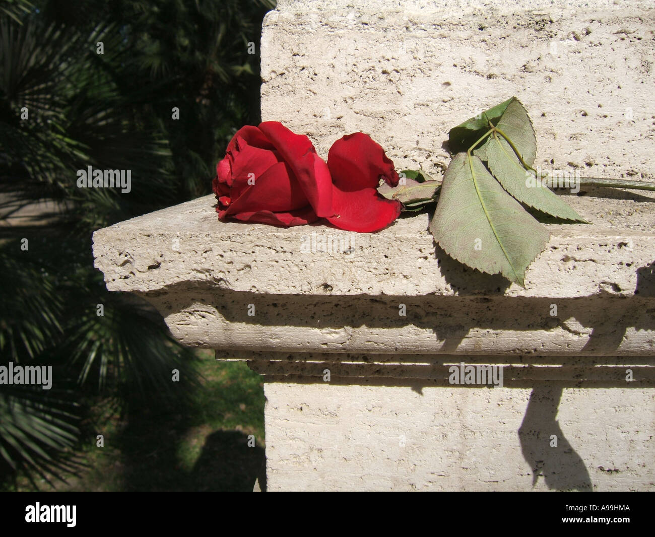 statue with rose in villa borghese rome Stock Photo - Alamy