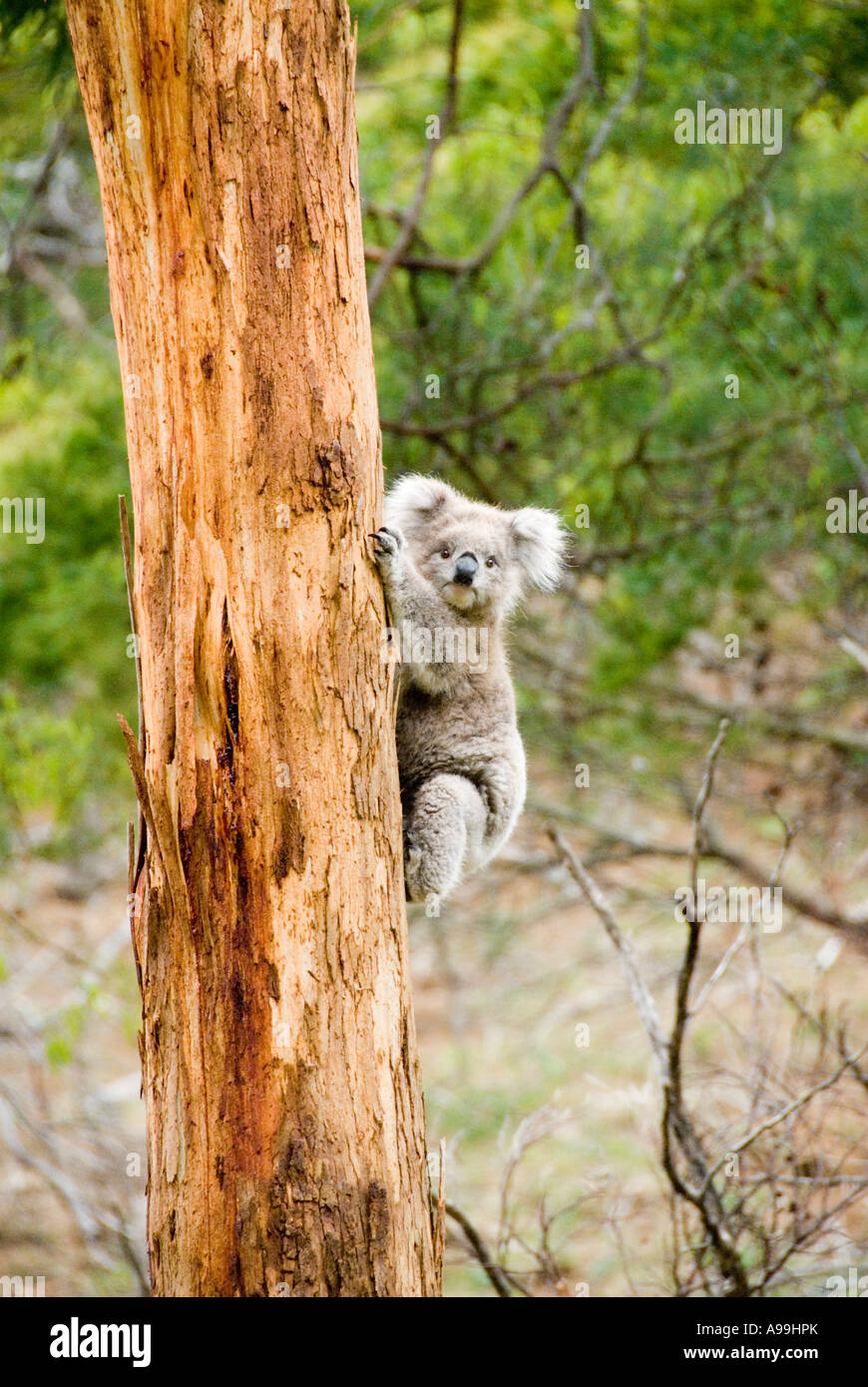Koala, Tower Hill, The Great Ocean Road Stock Photo - Alamy