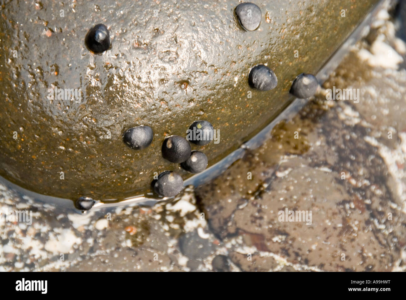 Snails in rock pool Stock Photo - Alamy