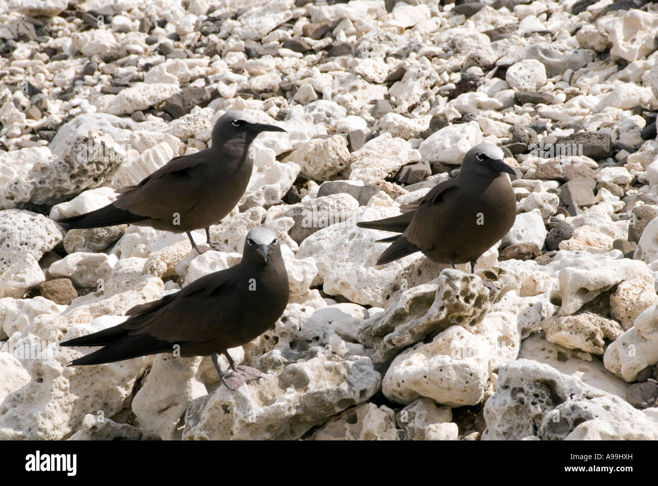Black Noddies on the beach. Lord Howe Island Stock Photo - Alamy