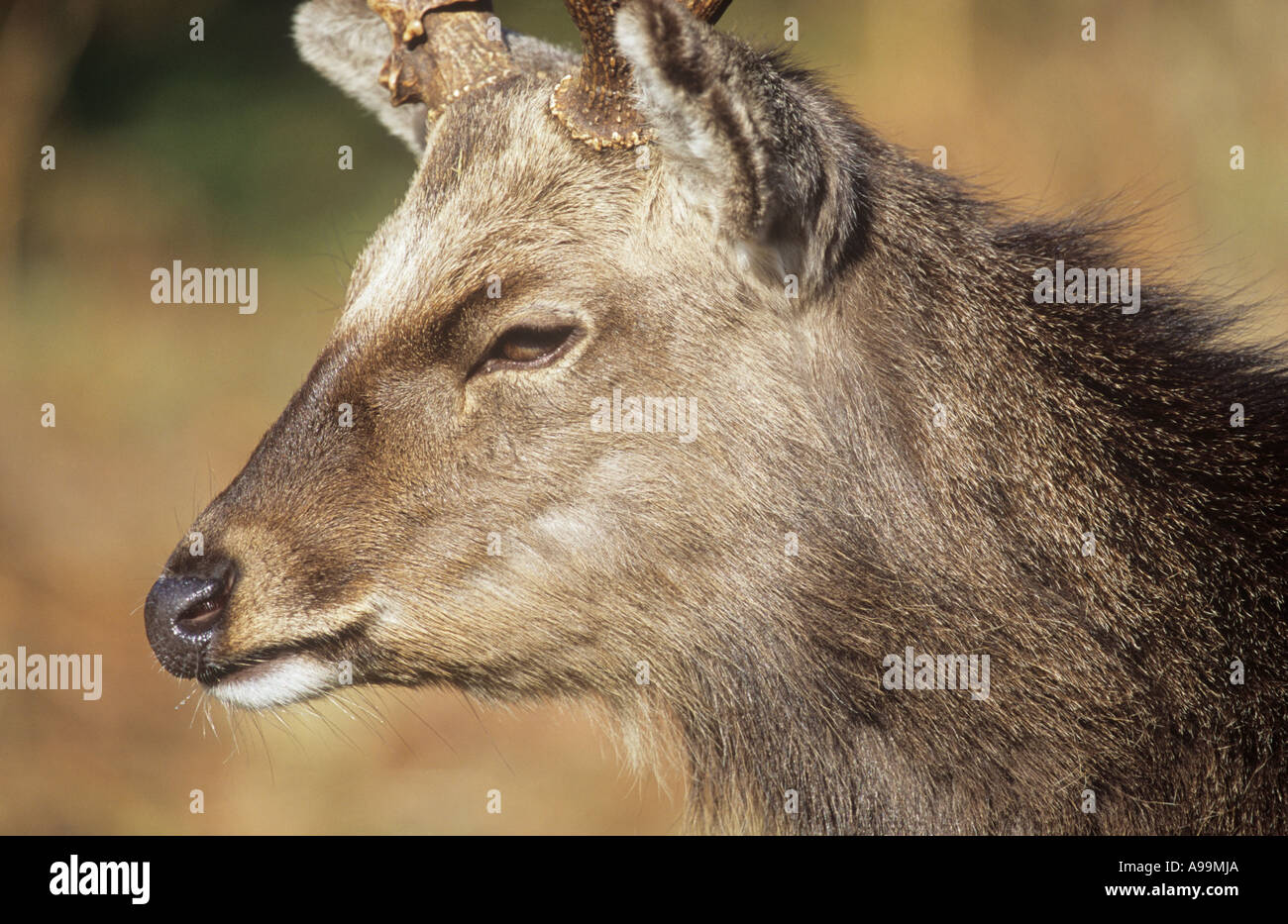 Sika Deer Stag At Arne High Resolution Stock Photography and Images - Alamy