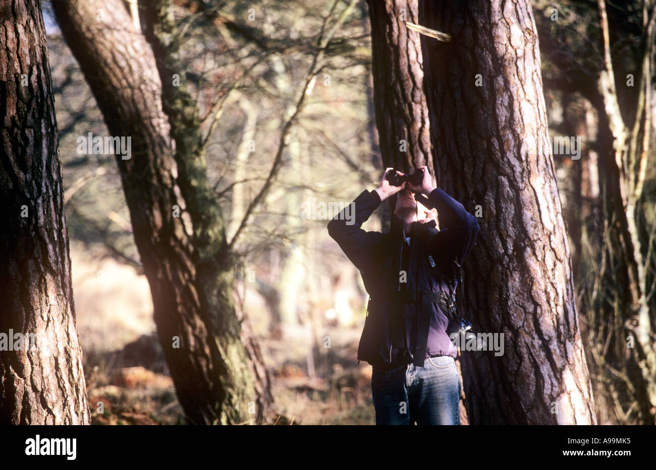 Man watching birds Stock Photo - Alamy