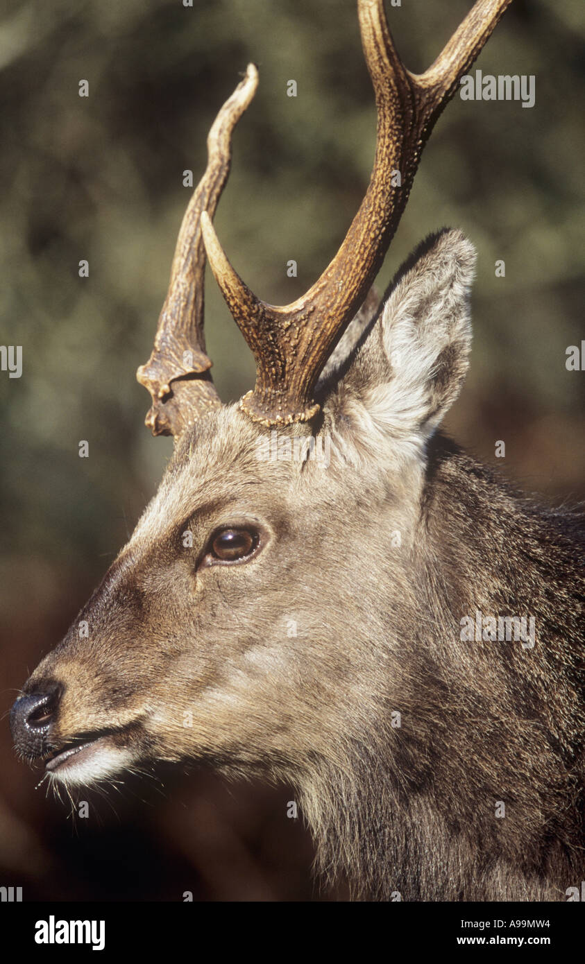 Sika stag Stock Photo - Alamy