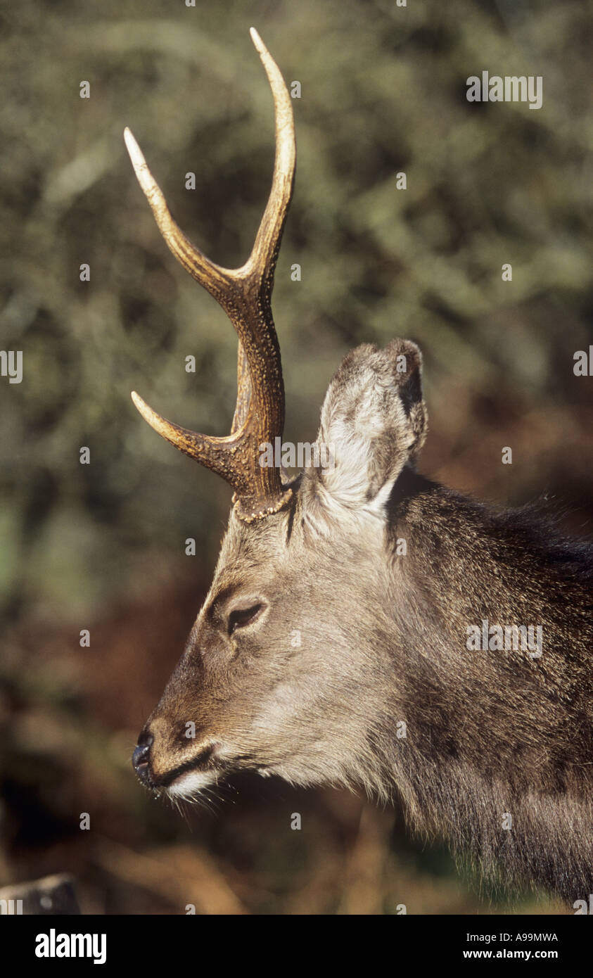 Sika Deer Stag At Arne High Resolution Stock Photography and Images - Alamy