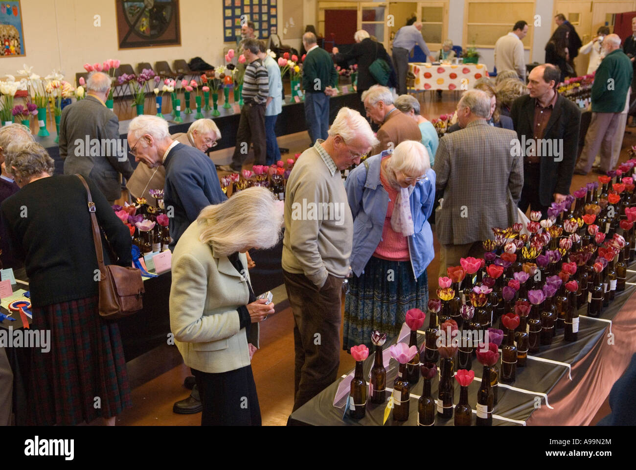 Tulip flower show competition UK. Open to public tulips on display ...