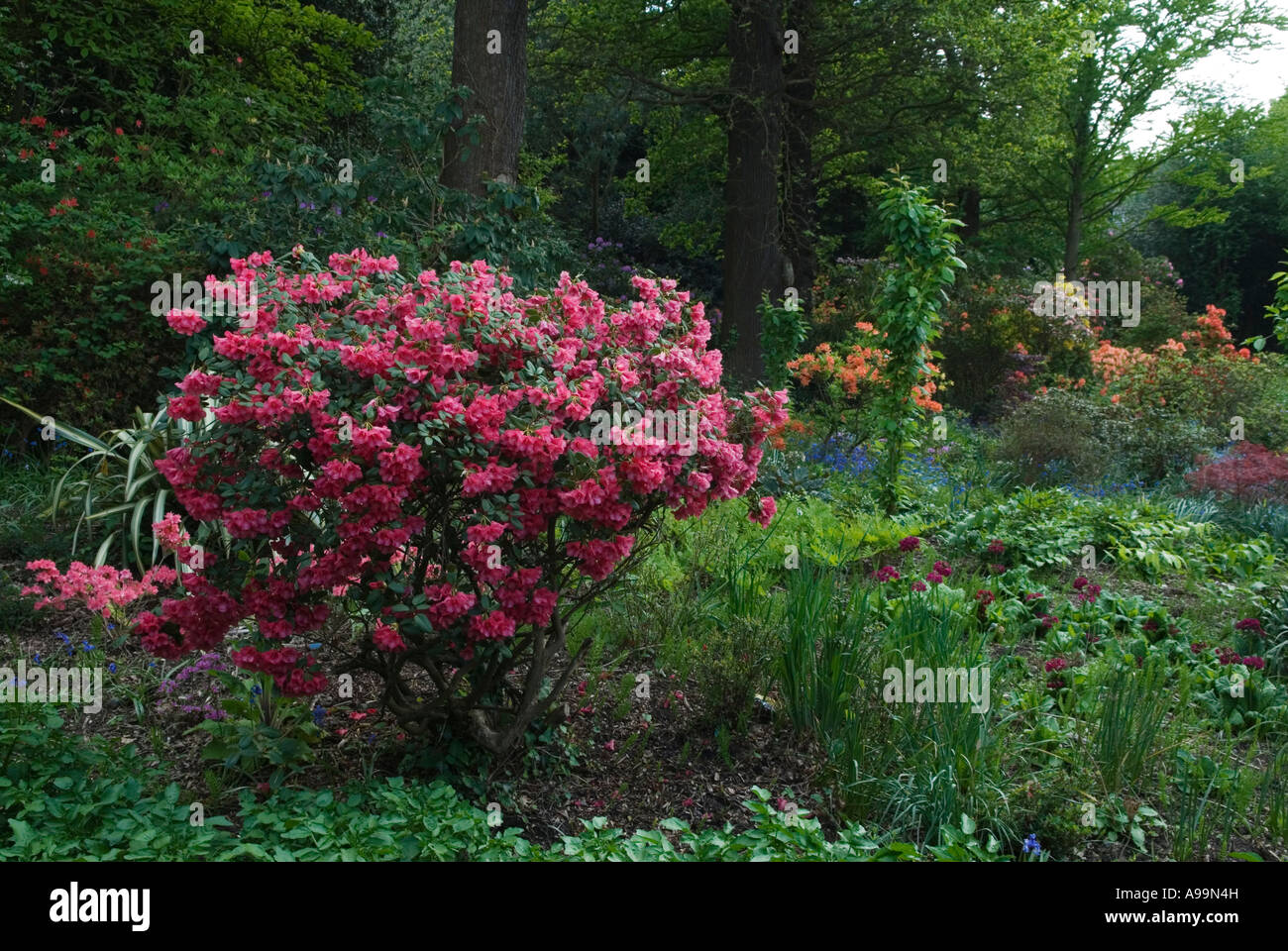 Cannizaro Park Wimbledon Village London SW19 England Azalea wood walk ...
