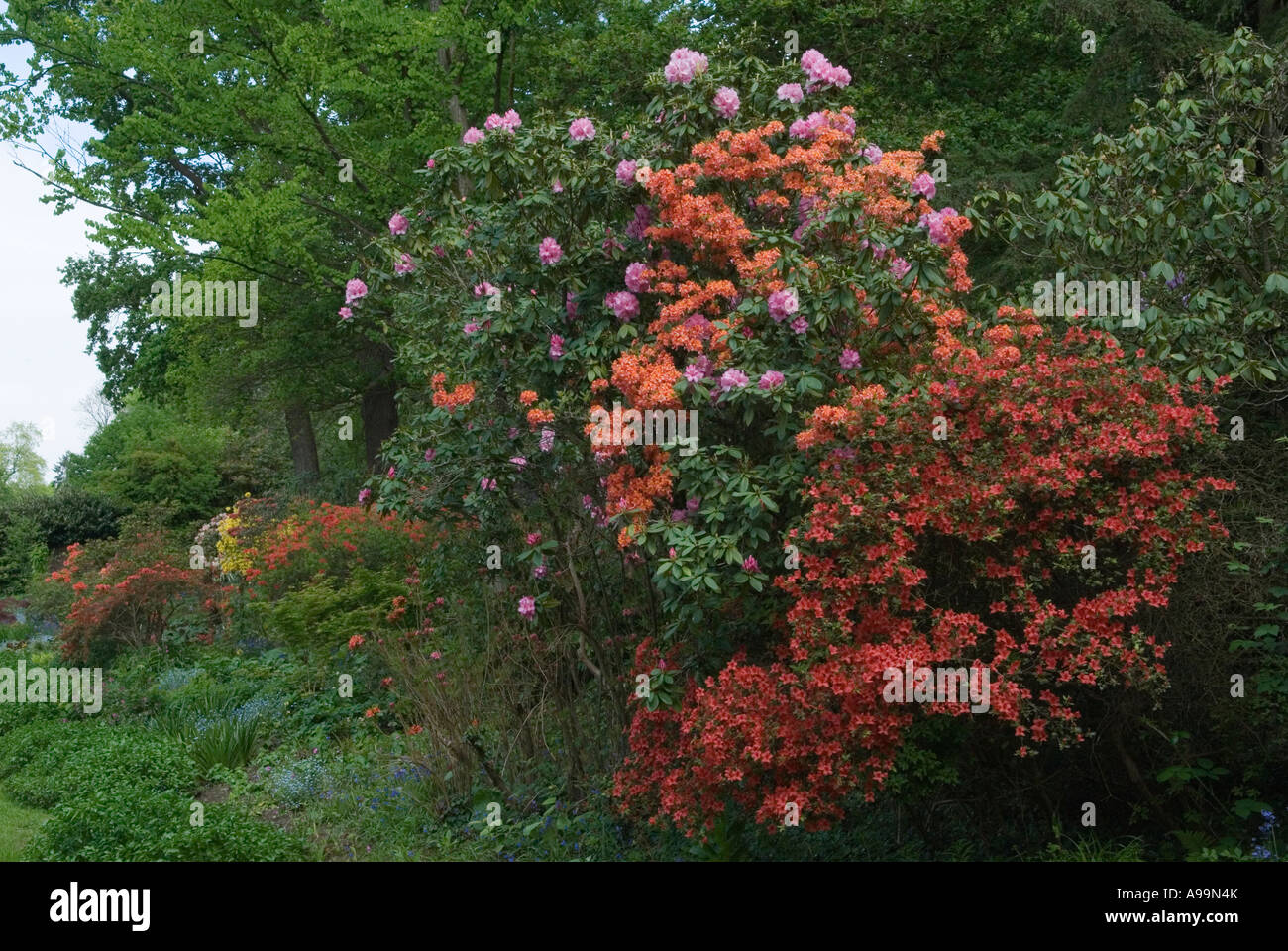 Cannizaro Park Wimbledon village London SW19 England Azalea wood Stock ...