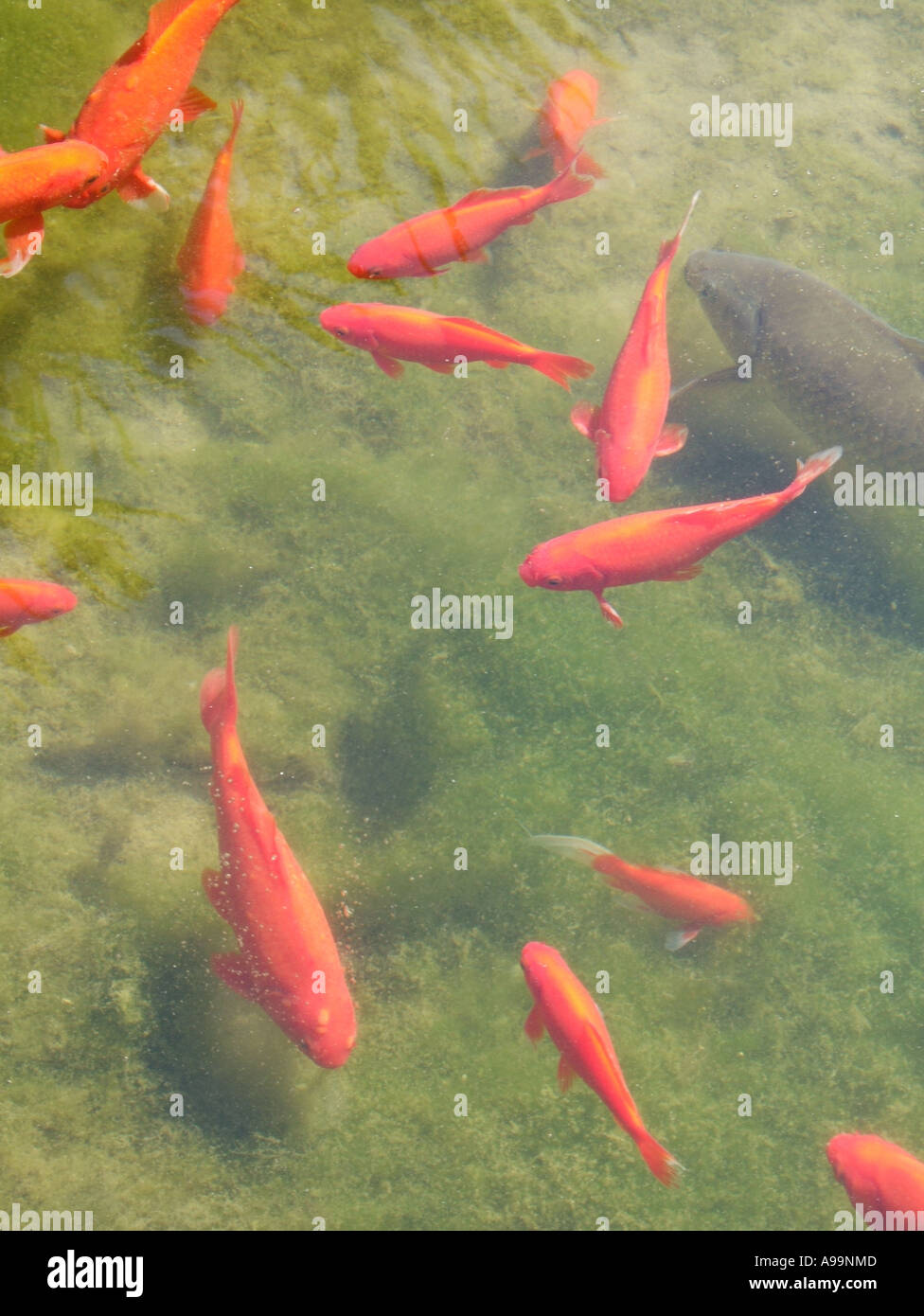 many gold fish in pond Stock Photo - Alamy