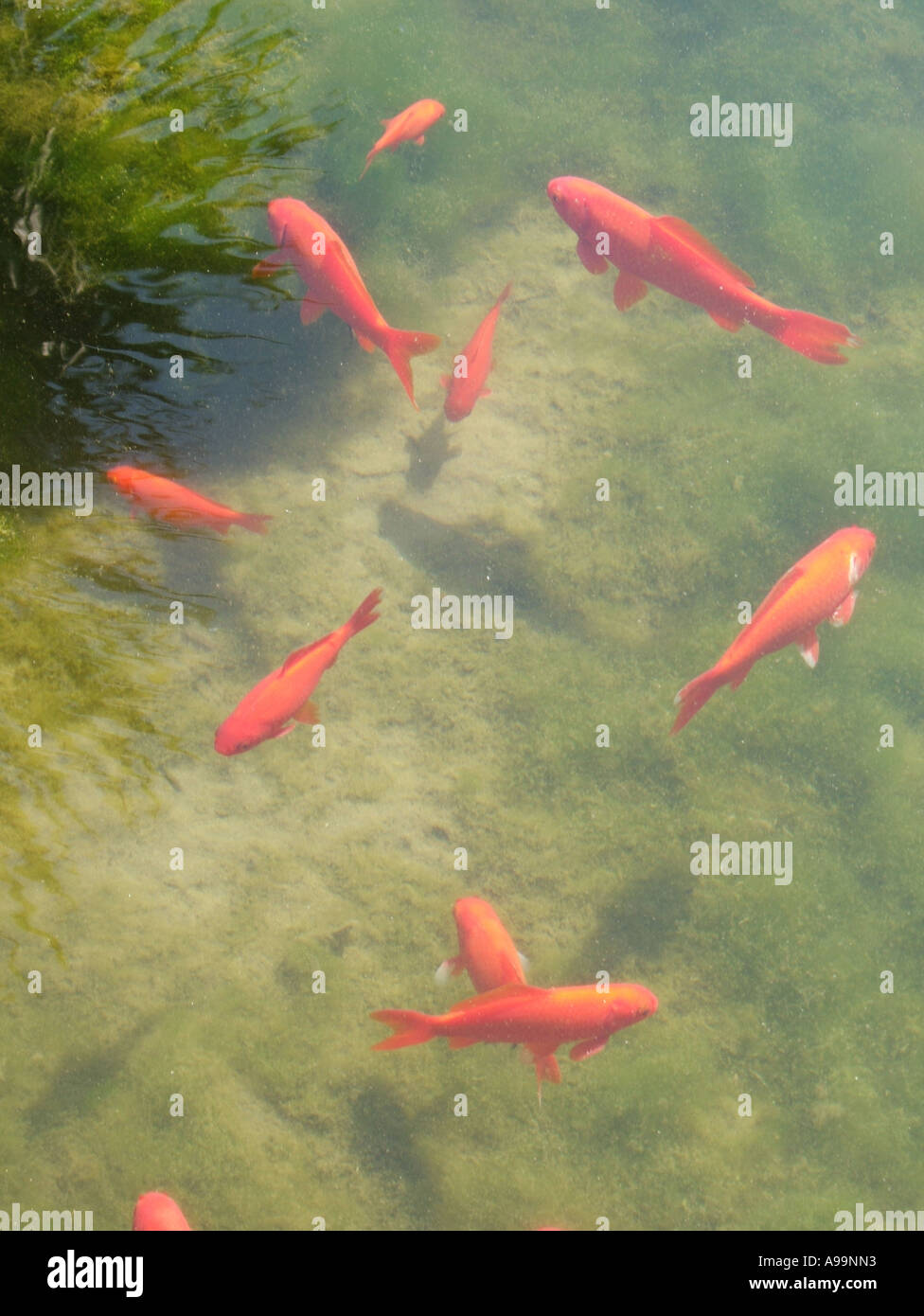 many gold fish in pond Stock Photo - Alamy