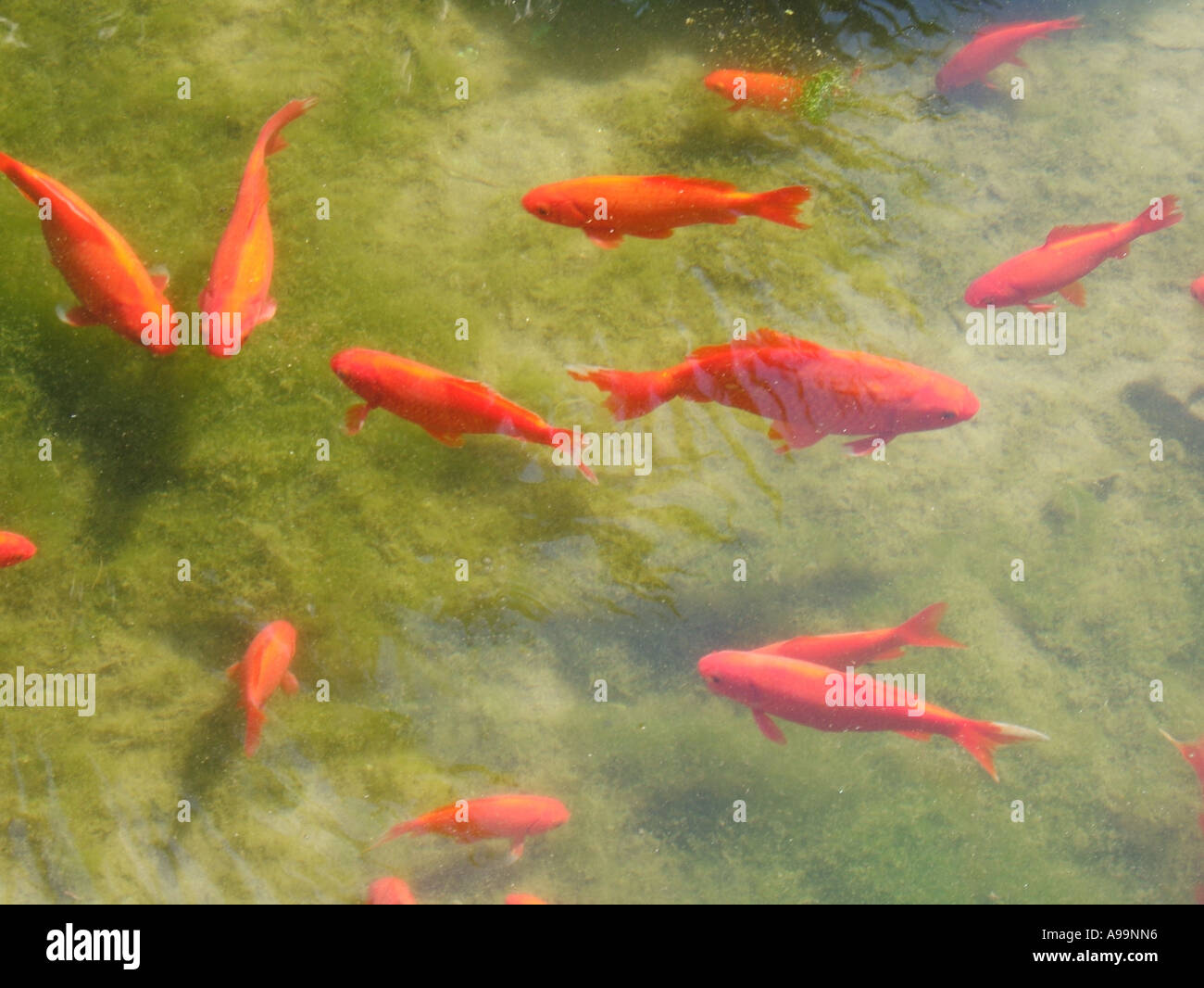 many gold fish in pond Stock Photo - Alamy