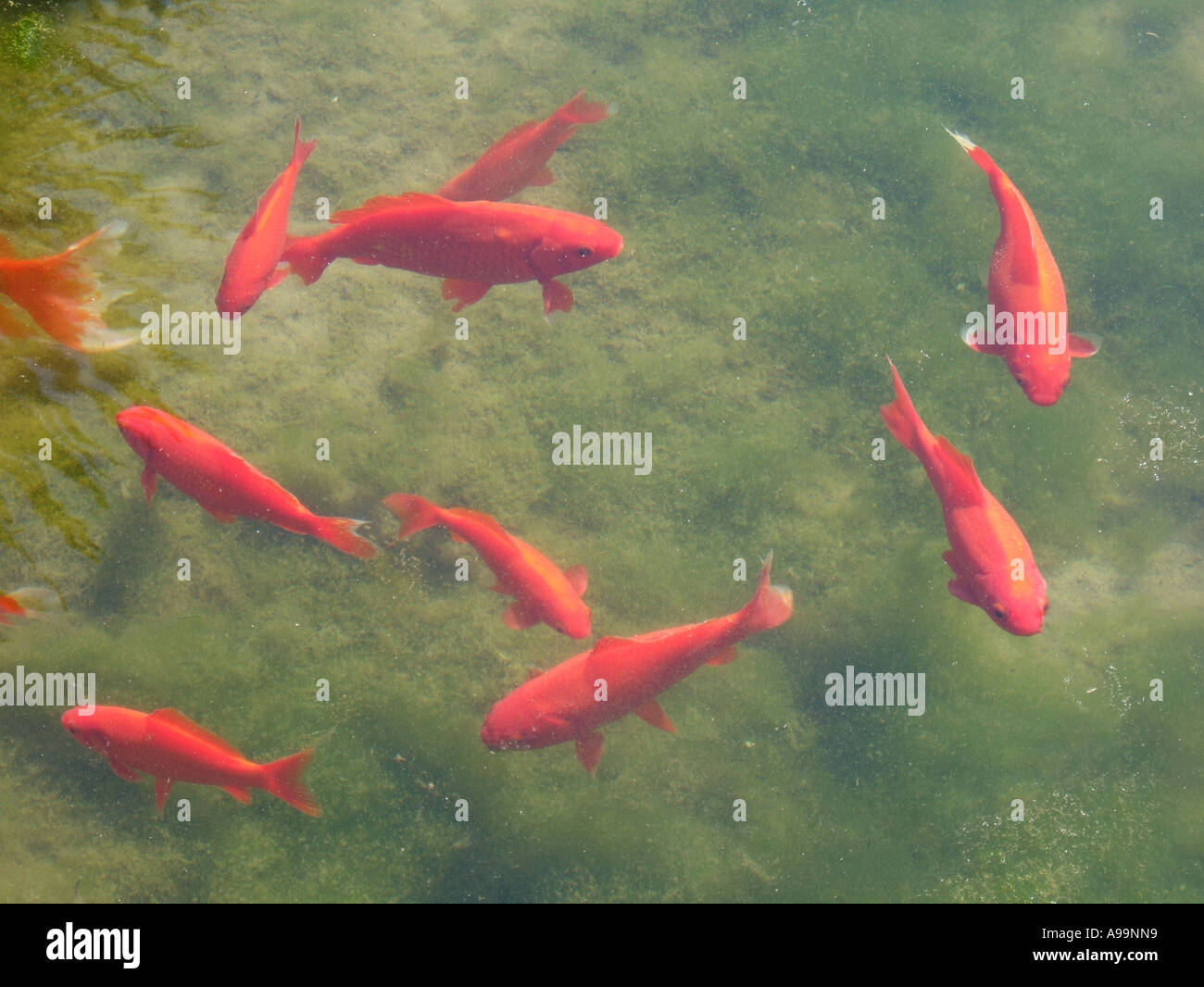 Lots of goldfish pond hi-res stock photography and images - Alamy
