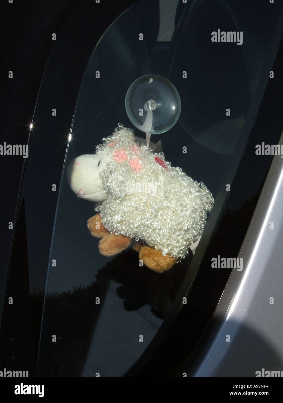 sheep in car window Stock Photo - Alamy
