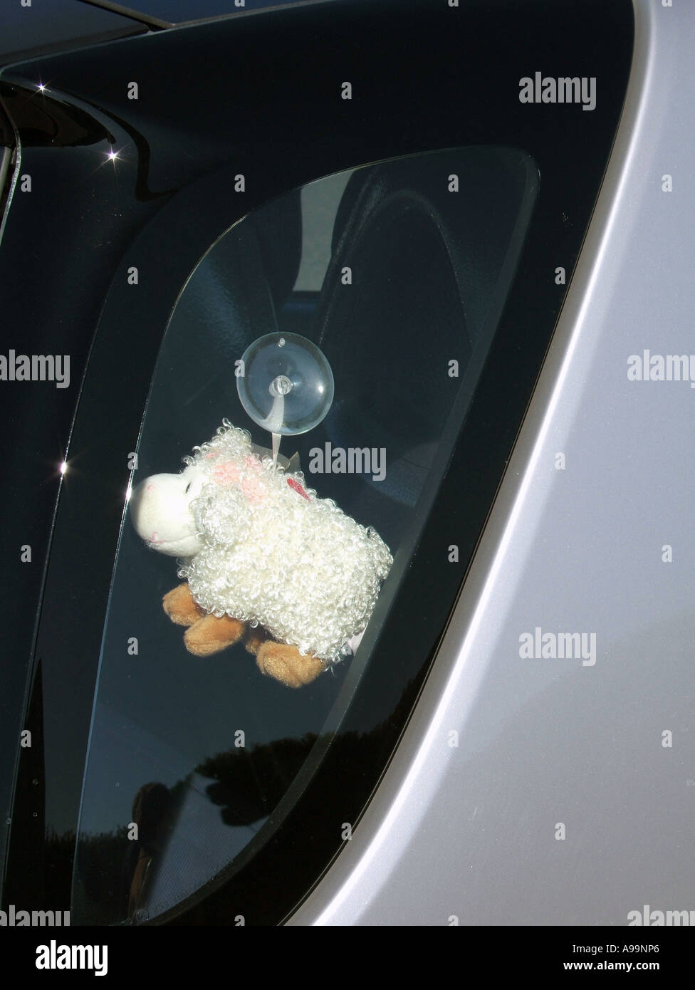 sheep in car window Stock Photo - Alamy