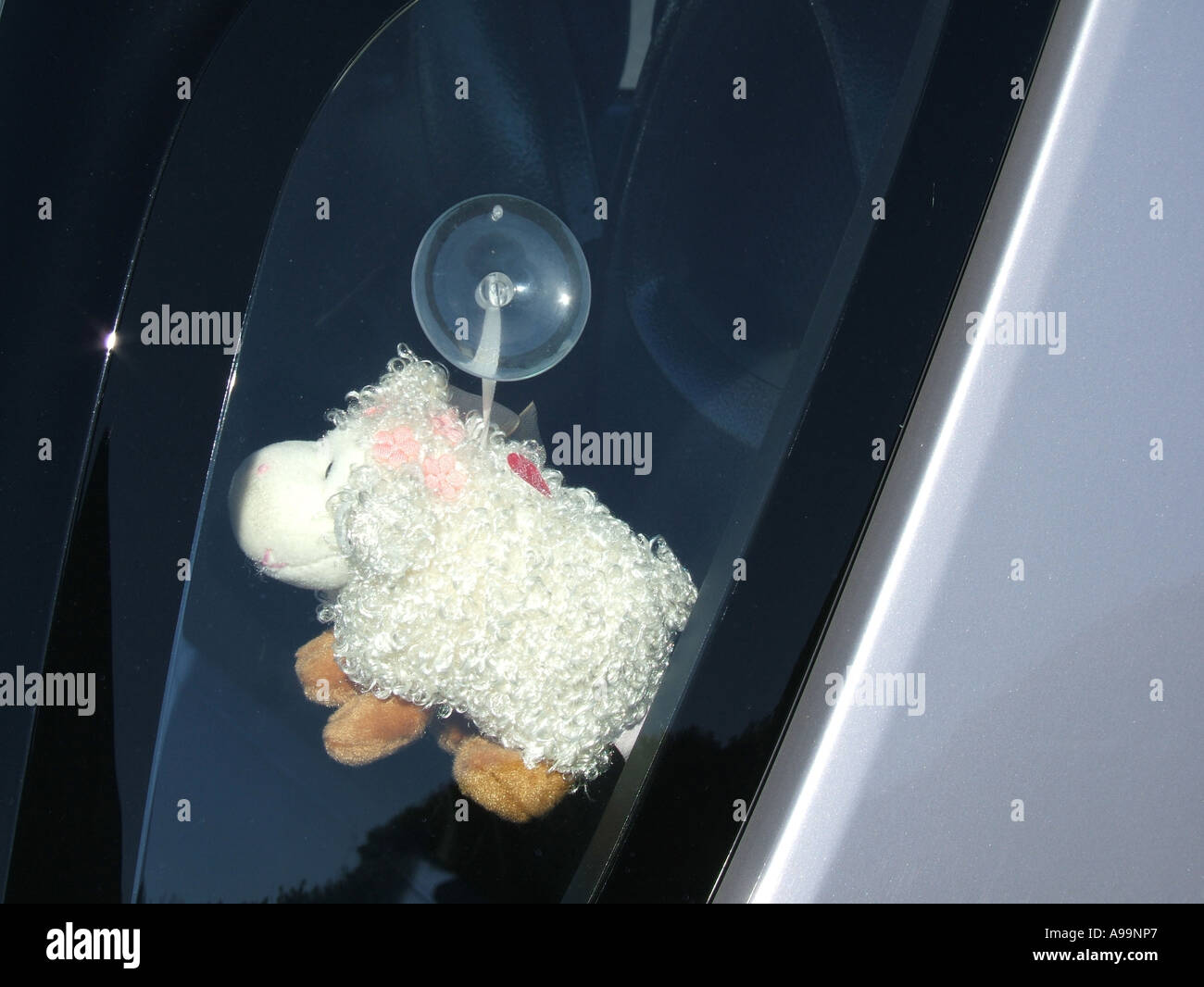 sheep in car window Stock Photo - Alamy