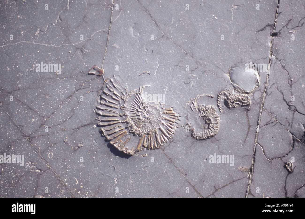 Fossil in rock Stock Photo - Alamy